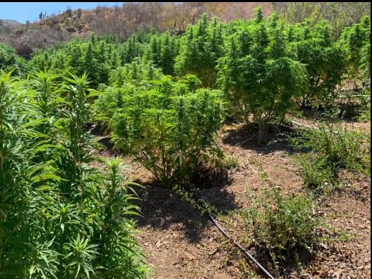 Andes on line | PDI de Los Andes incauta 3.977 plantas de cannabis ... Andes on line | PDI de Los Andes incauta 3.977 plantas de cannabis ...