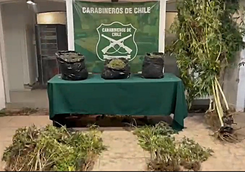Andes on line | Carabineros incauta más de $86 millones en marihuana elaborada desde un ...