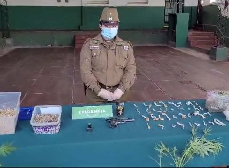 Andes on line | Carabineros allana casa de Calle Larga y encuentra plantación de marihuana ...