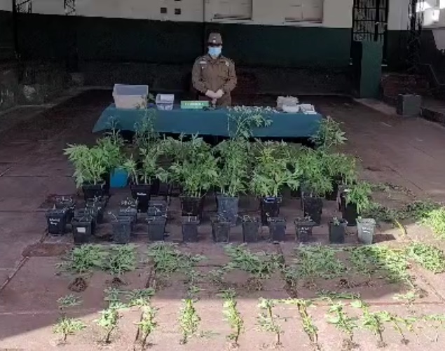 Andes on line | Carabineros allana casa de Calle Larga y encuentra plantación de marihuana ...