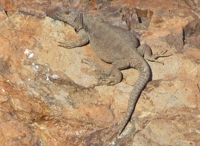 Andes on line | SAG identificó anfibios y reptiles de la región